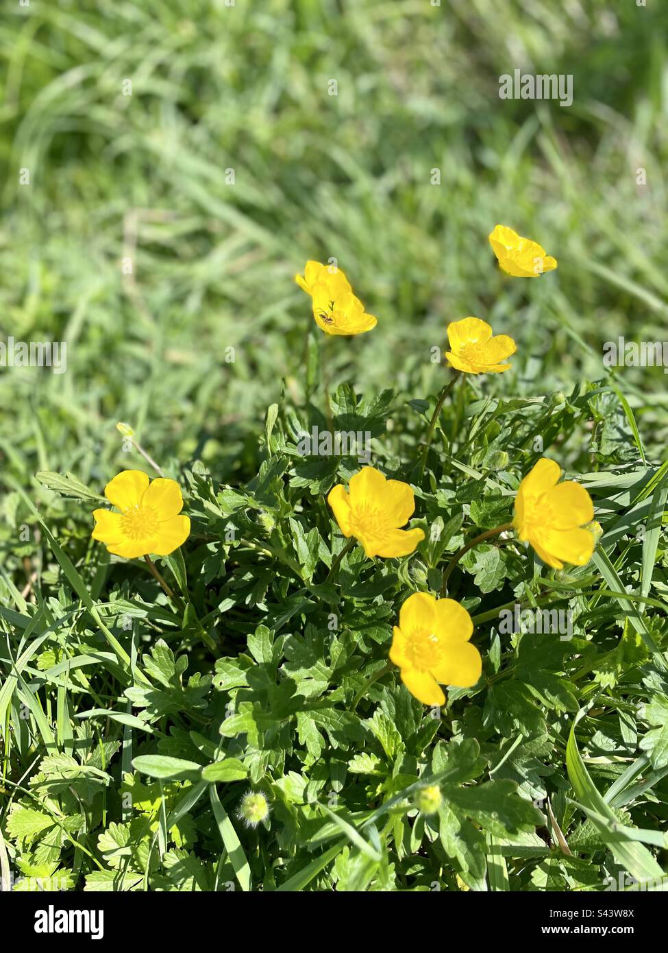 Ranunculus Repens Creeping Buttercup By Selveste1 On Kriechender ...
