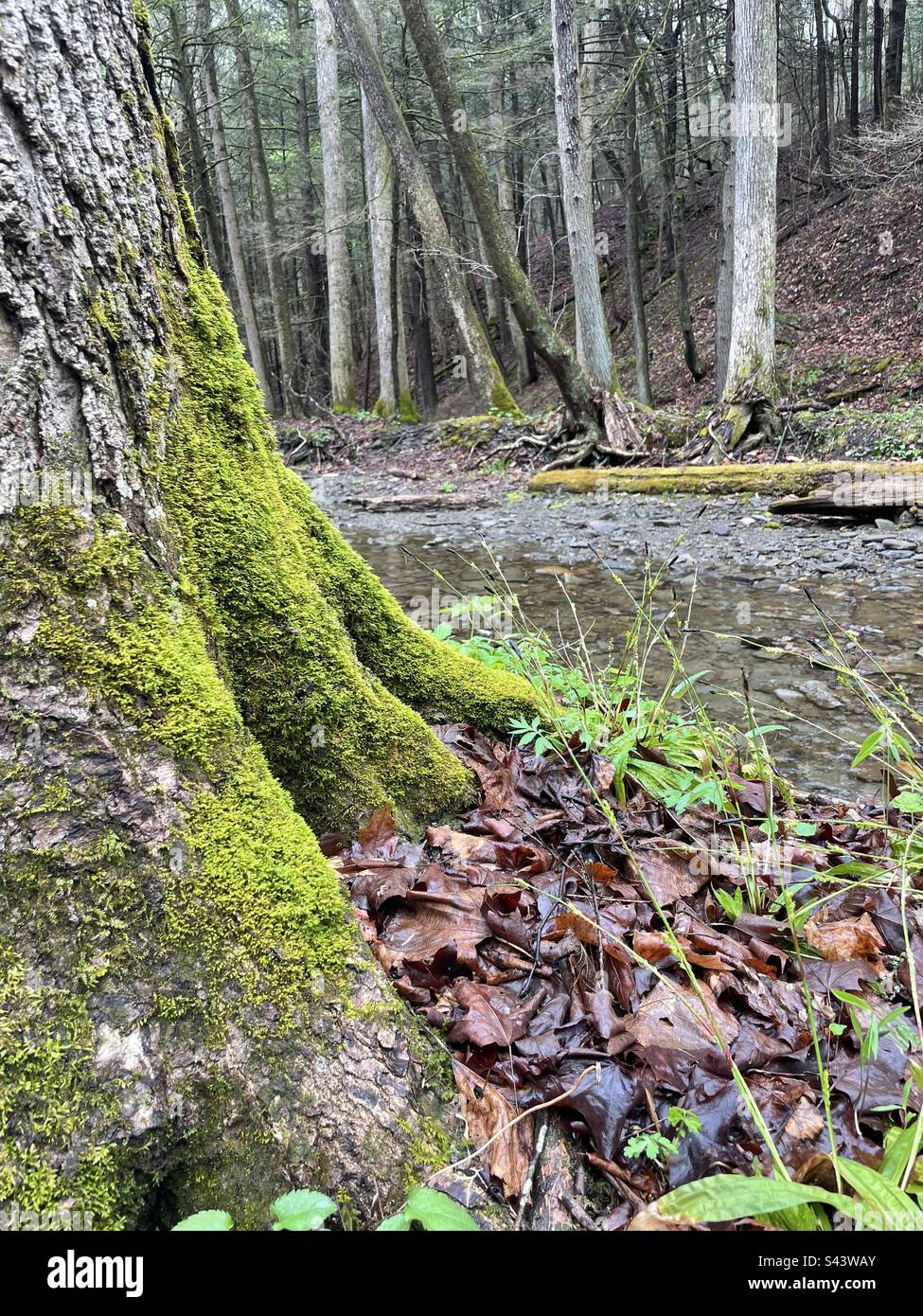 Creek hikes hi-res stock photography and images - Alamy