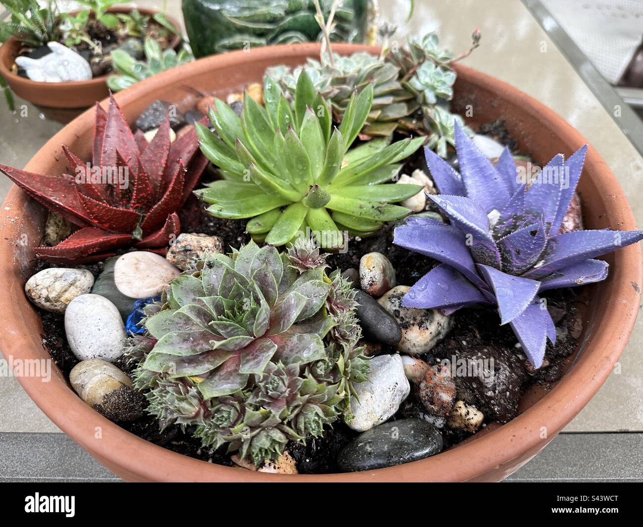 A cactarium or cactuario is a garden dedicated to the planting of cacti ...