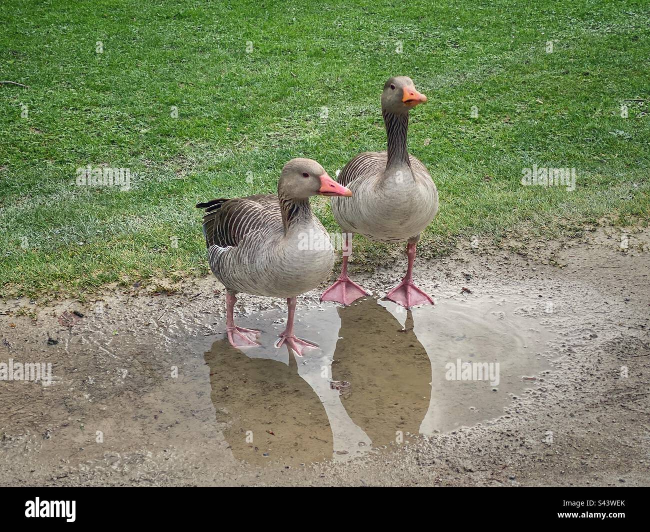 Couple of greylag geese in English Garter in Munich, Germany Stock ...