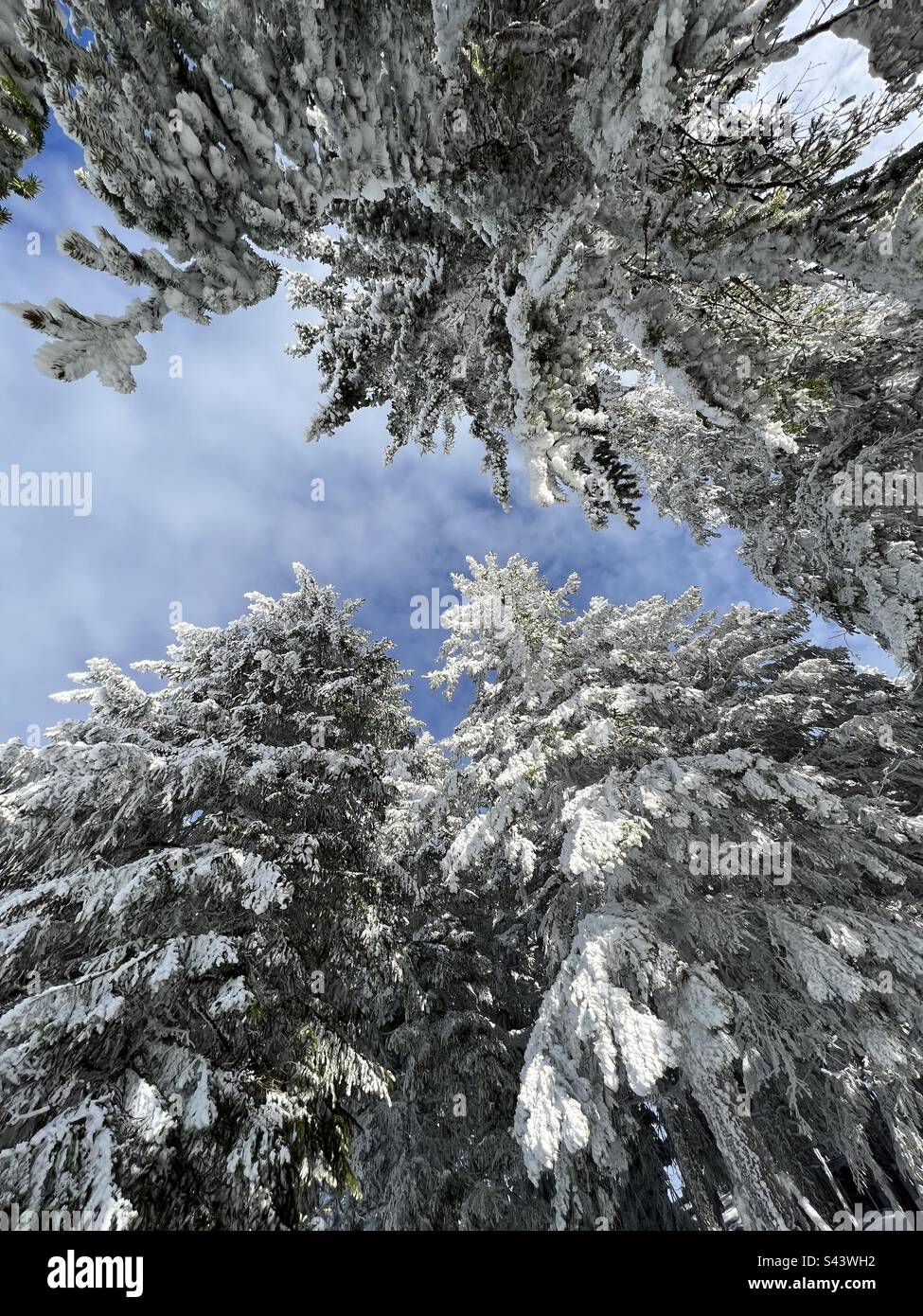 Snowtrees hi-res stock photography and images - Alamy