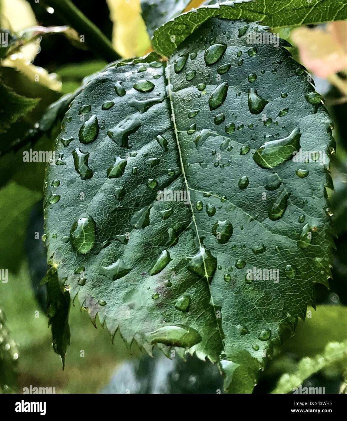 Rain sheet hi-res stock photography and images - Alamy