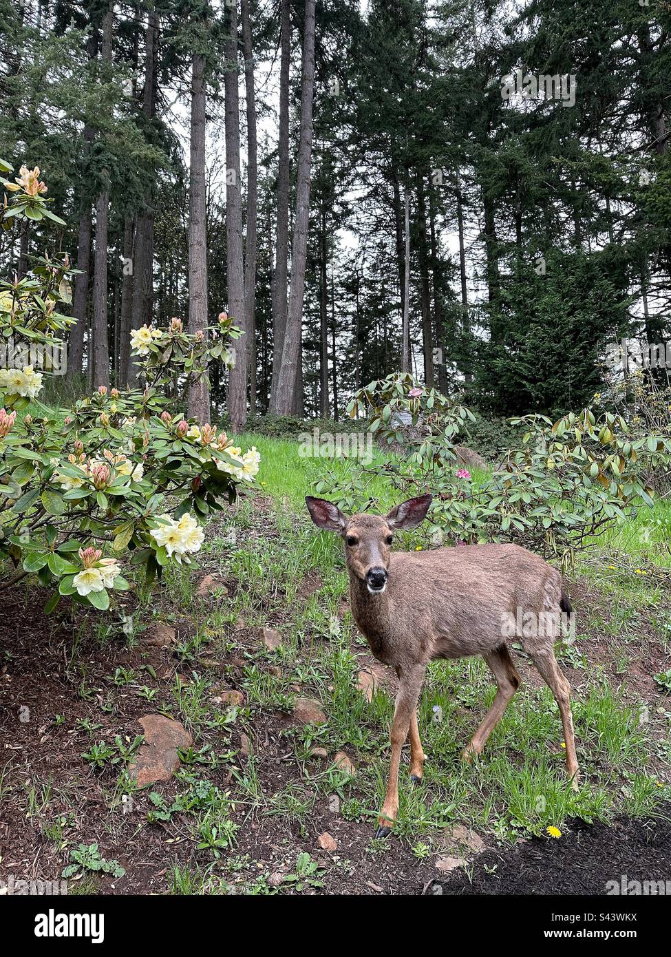 Deer next to yellow blossoming, rhododendron bush at the edge of a ...
