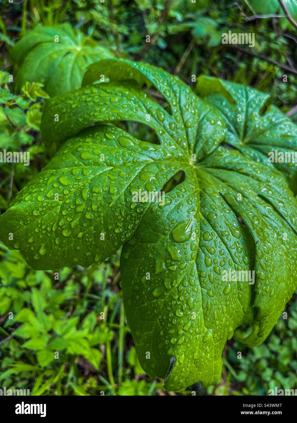 American mandrake hi-res stock photography and images - Alamy