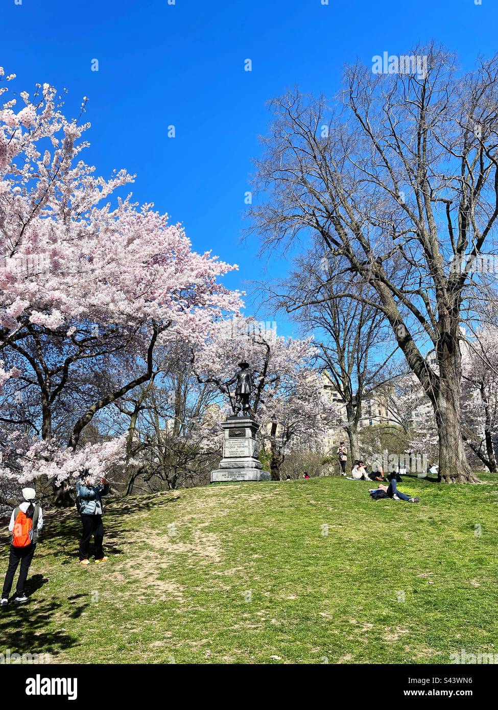 Park goers enjoying the blooming cherry trees at Pilgrim Hill in ...