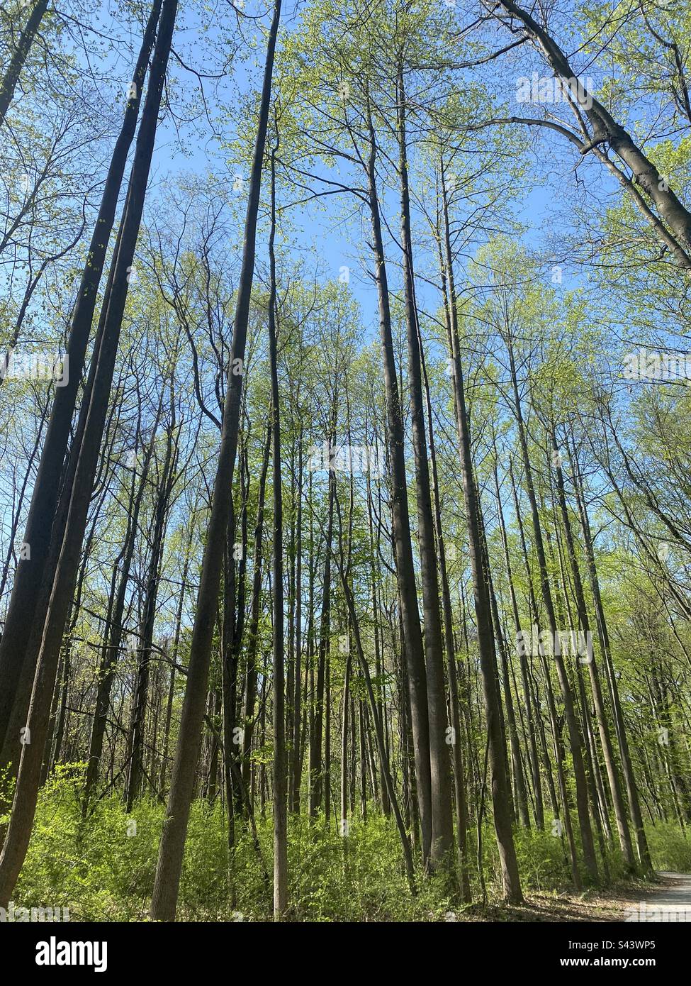 Tall trees trail hi-res stock photography and images - Alamy