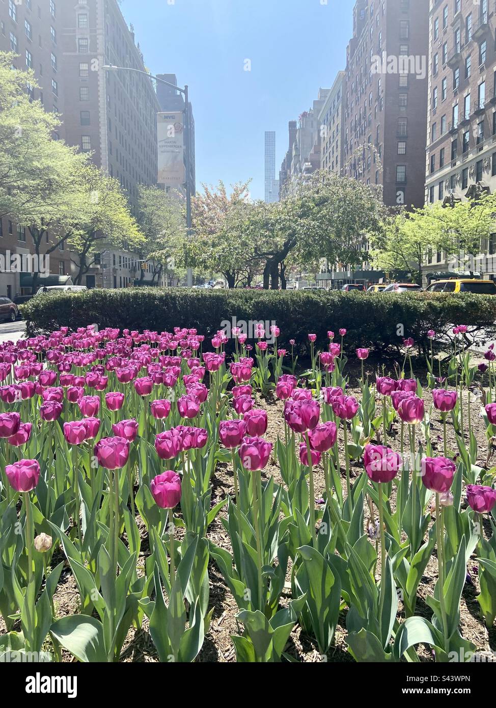 New york park avenue spring hi-res stock photography and images - Alamy
