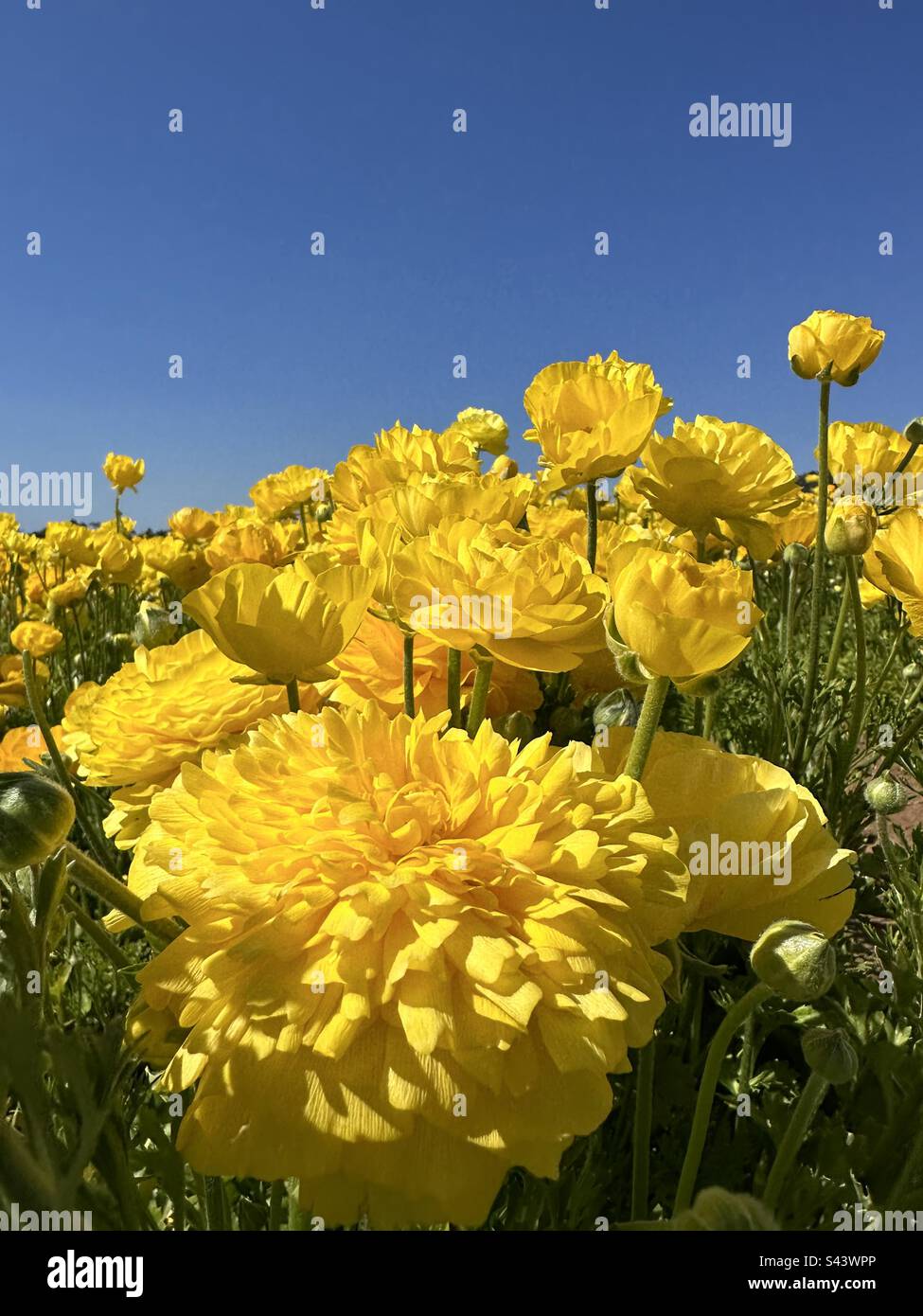 Mellow flower hi-res stock photography and images - Alamy