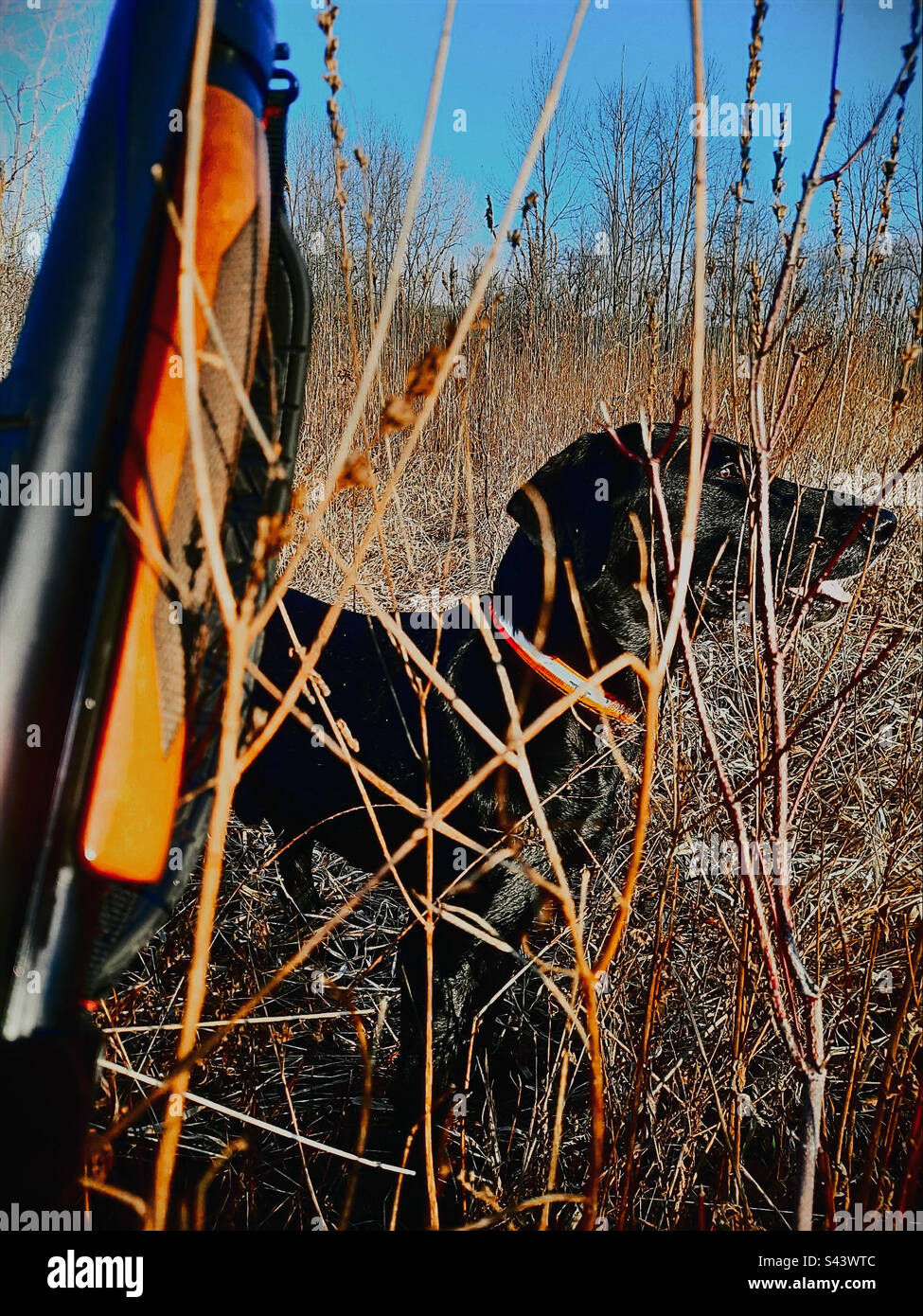 British hunting bird hi-res stock photography and images - Alamy