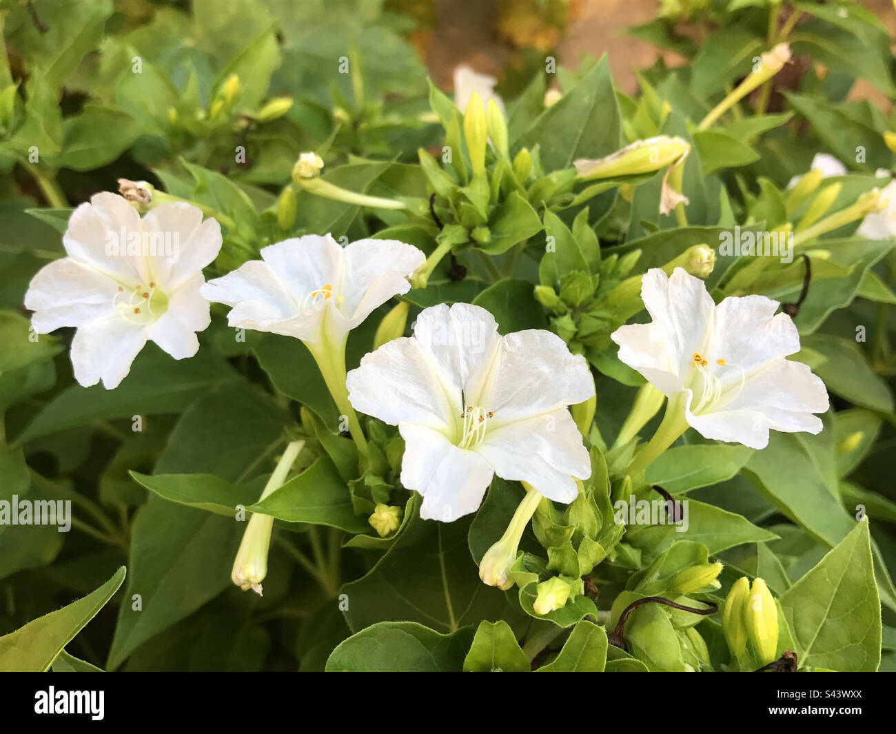 Petunias blancas hi-res stock photography and images - Alamy