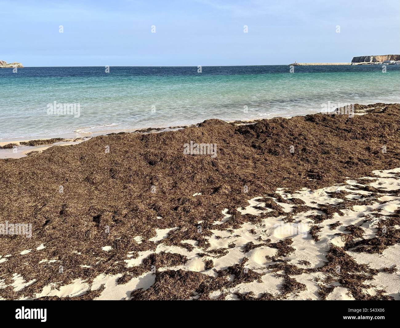 Piles of the Invasive seaweed Rugulopterix okamurae on the beach of ...