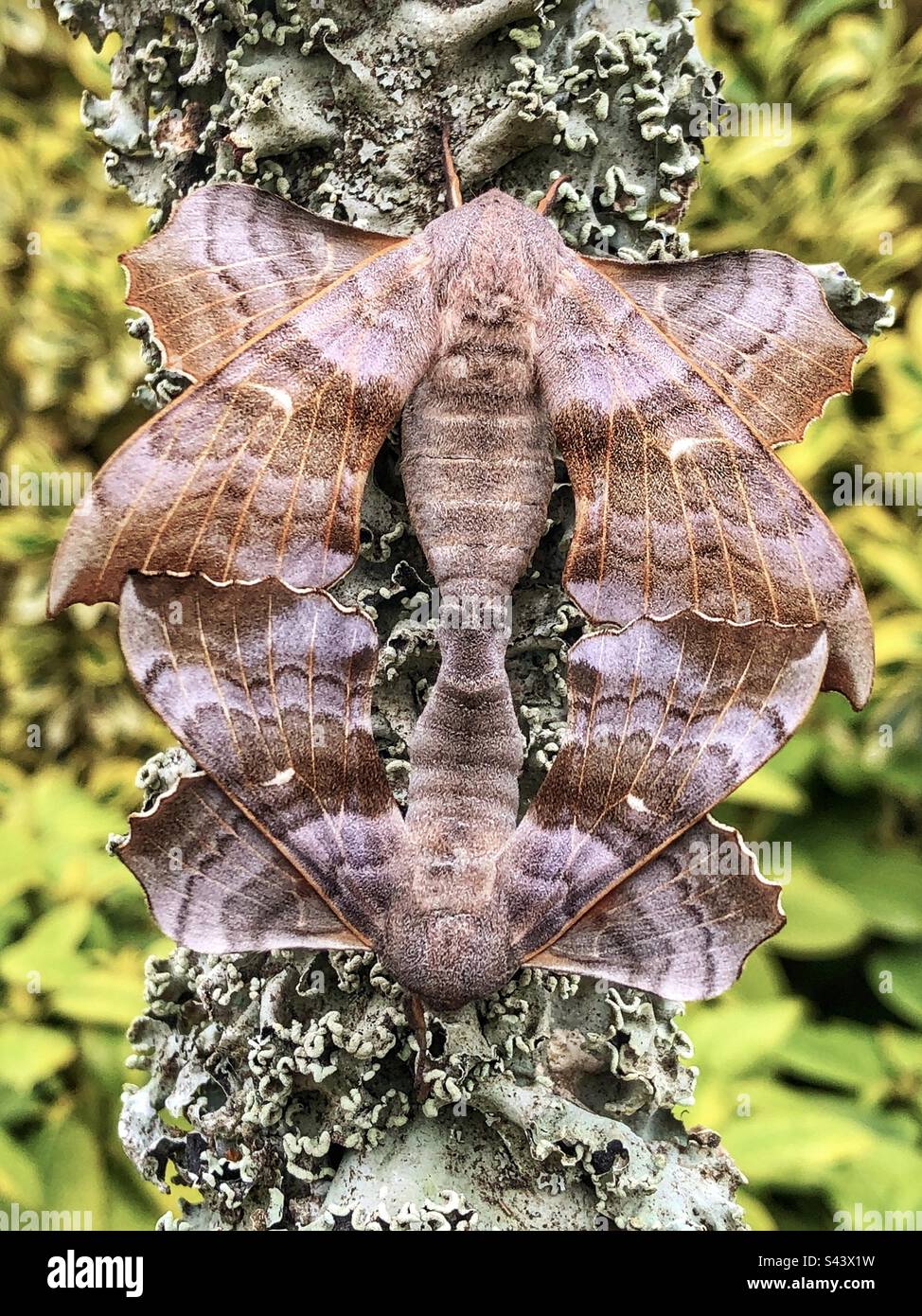 Poplar hawk moths (Laothoe populi) mating pair Stock Photo - Alamy