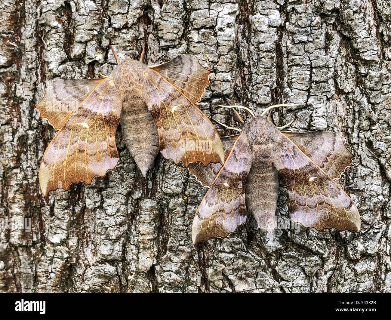 Poplar hawk moth (Laothoe populi) male and female Stock Photo - Alamy