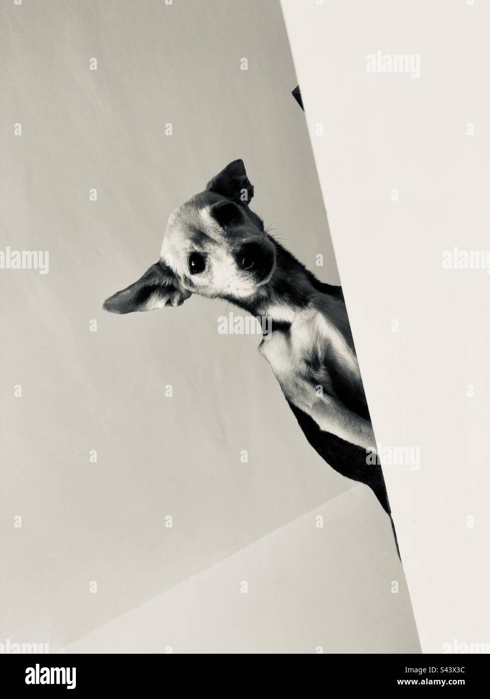 Dog's eye view hi-res stock photography and images - Alamy