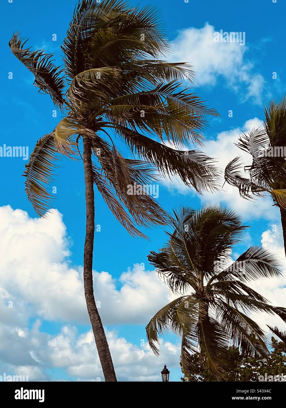Palm tree windy hi-res stock photography and images - Alamy
