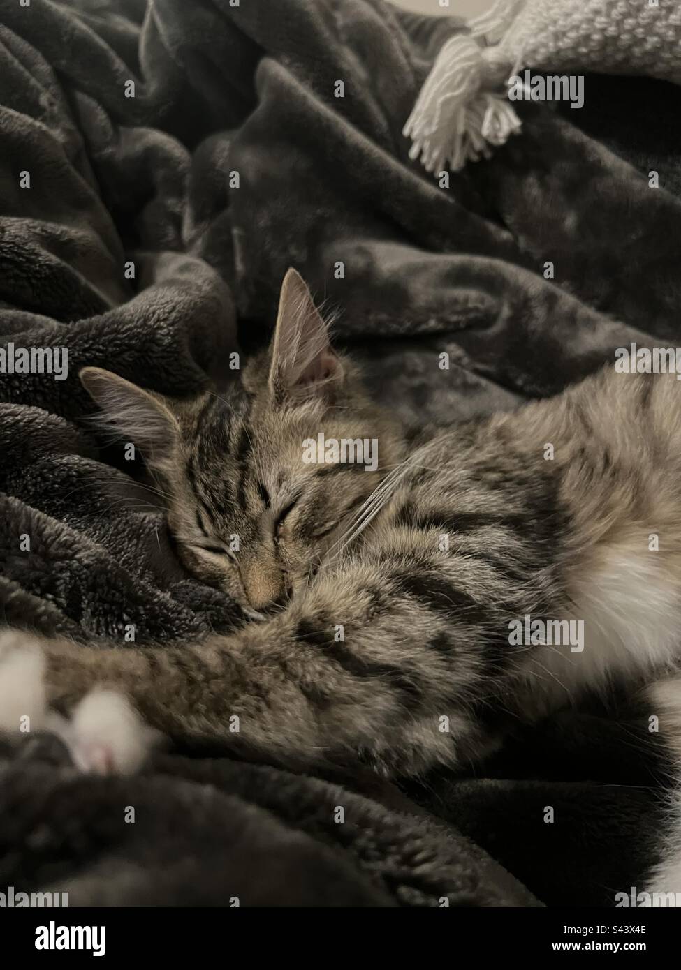 Sweetie the cat hi-res stock photography and images - Alamy