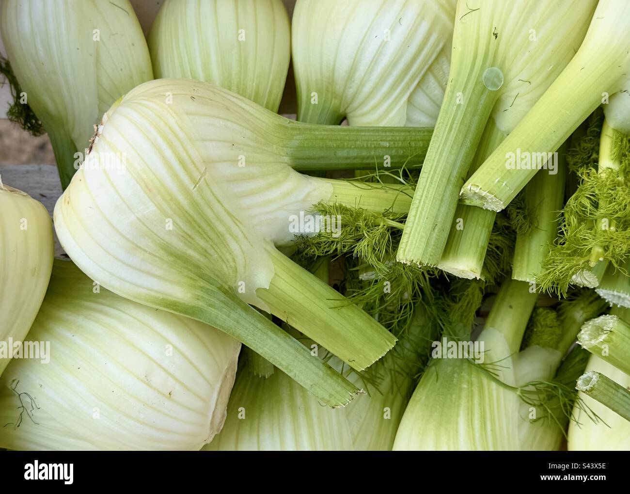 Fennel street hi-res stock photography and images - Alamy