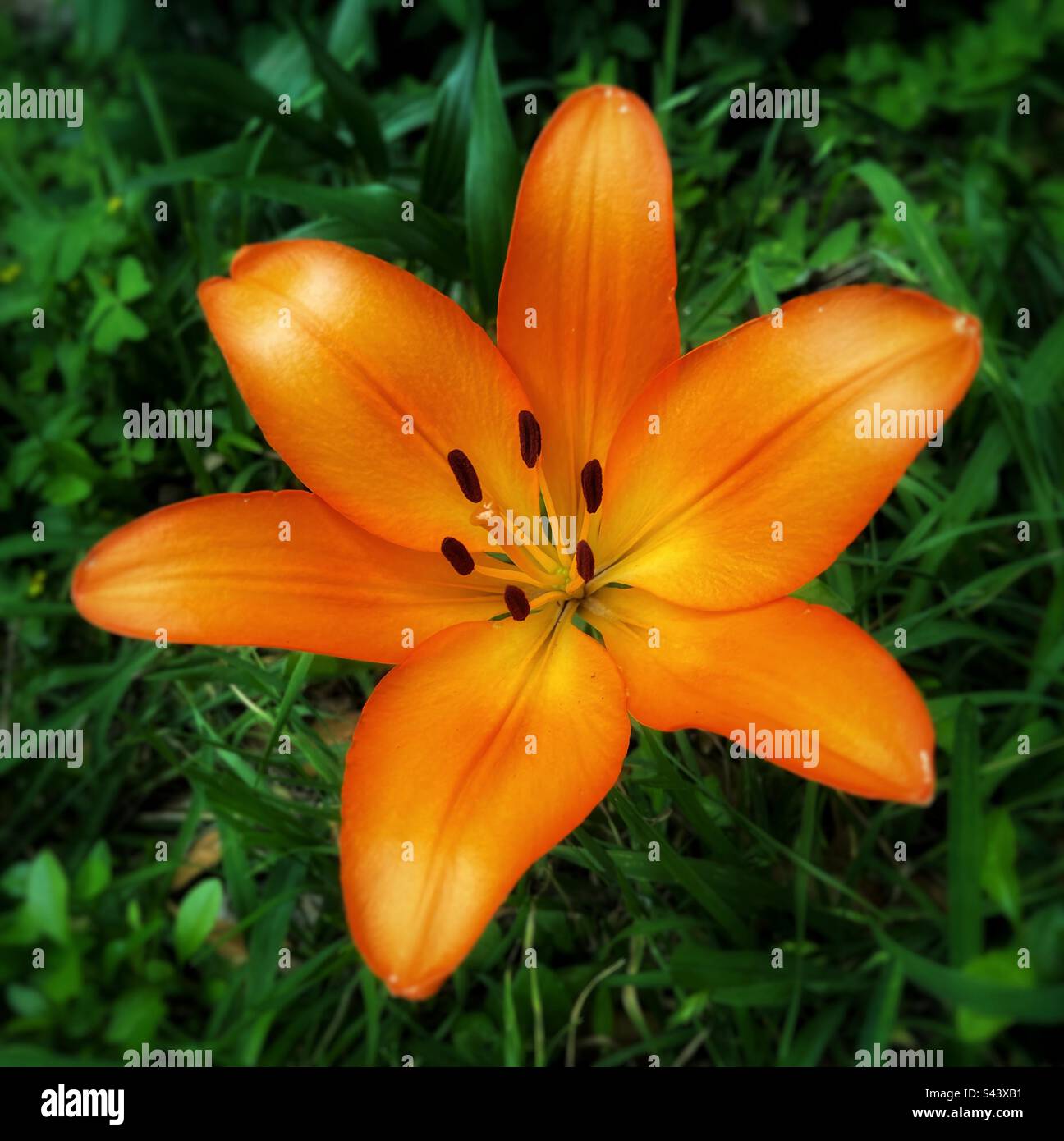 Orange Easter lily Stock Photo - Alamy