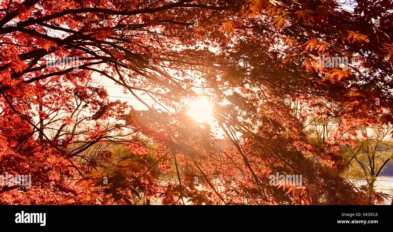 Sunset maple hi-res stock photography and images - Alamy