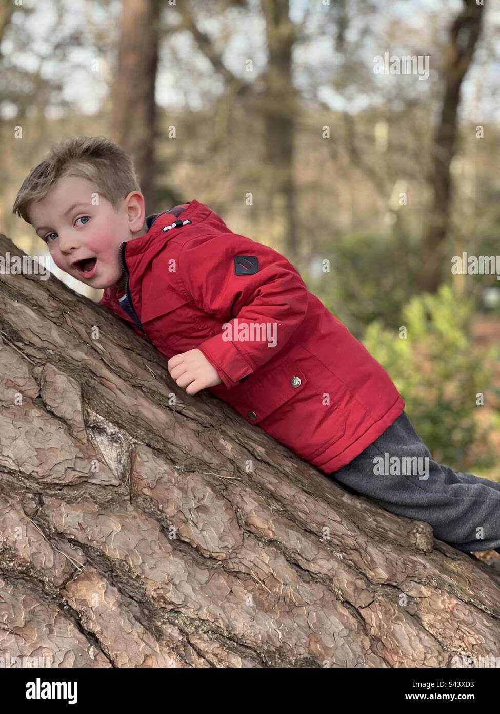 Windsor great park tree hi-res stock photography and images - Alamy