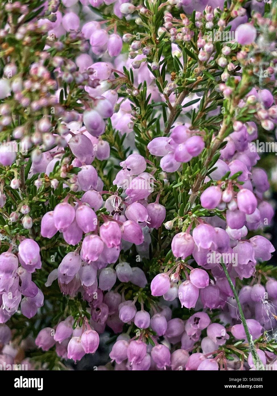 Pink bell-like flowers of Erica melanthera also known as Heath, a shrub ...