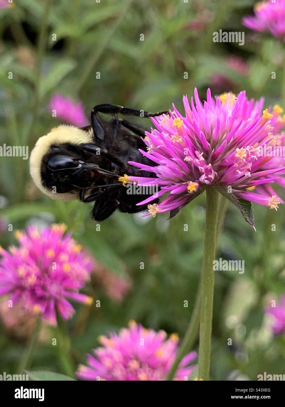 Chooting hi-res stock photography and images - Alamy