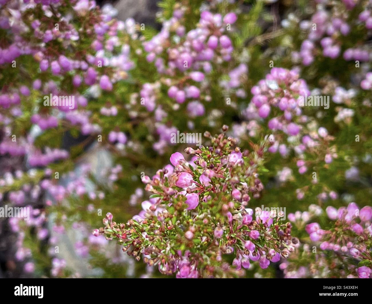 Close-up, selective focus of pink, bell-like flowers of Erica ...