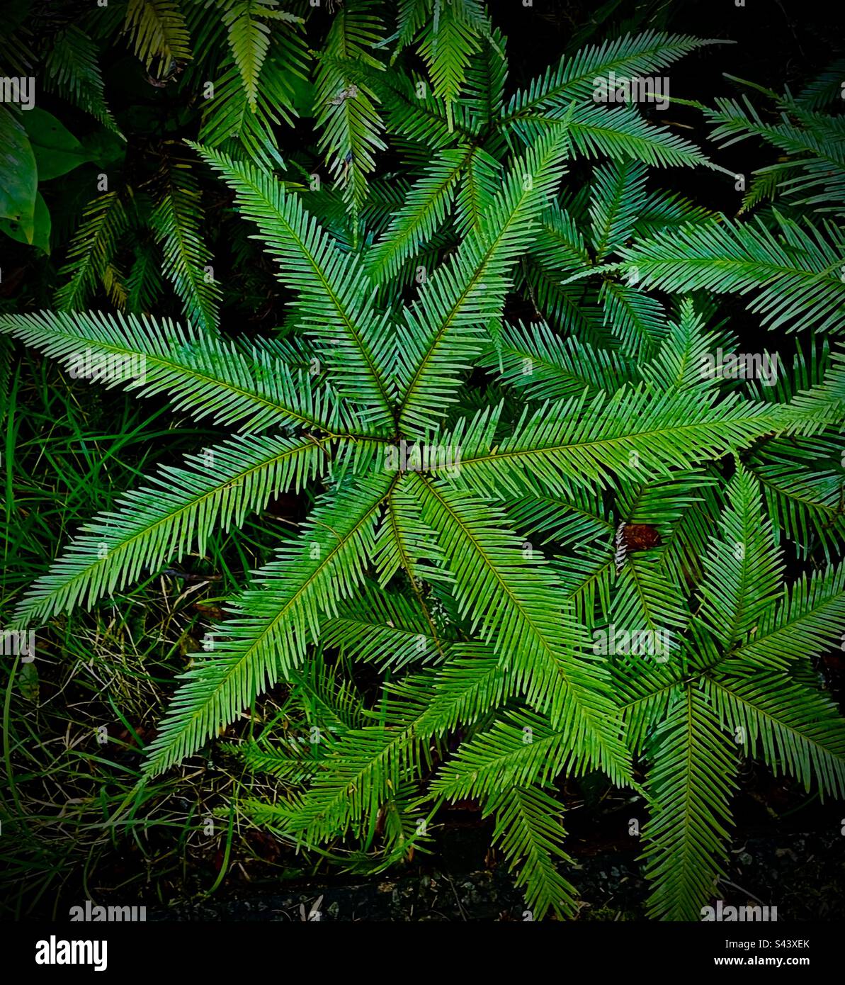 Fan fern hi-res stock photography and images - Alamy
