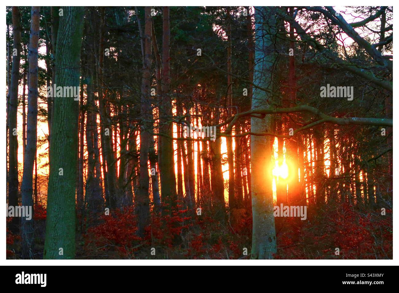Solstice tree hi-res stock photography and images - Alamy
