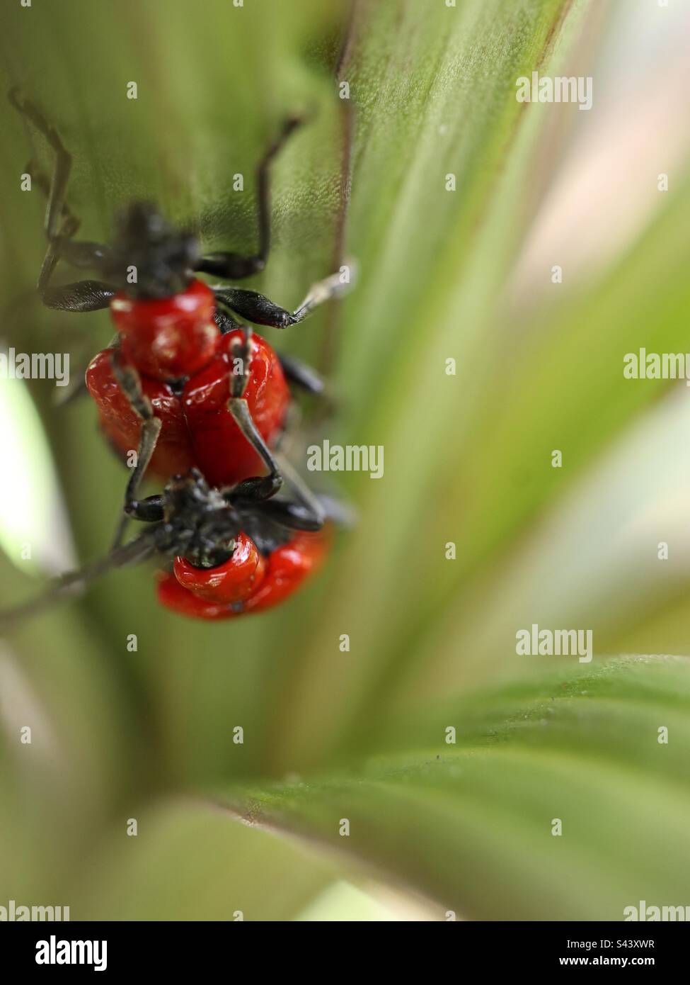 Lily beatles hi-res stock photography and images - Alamy