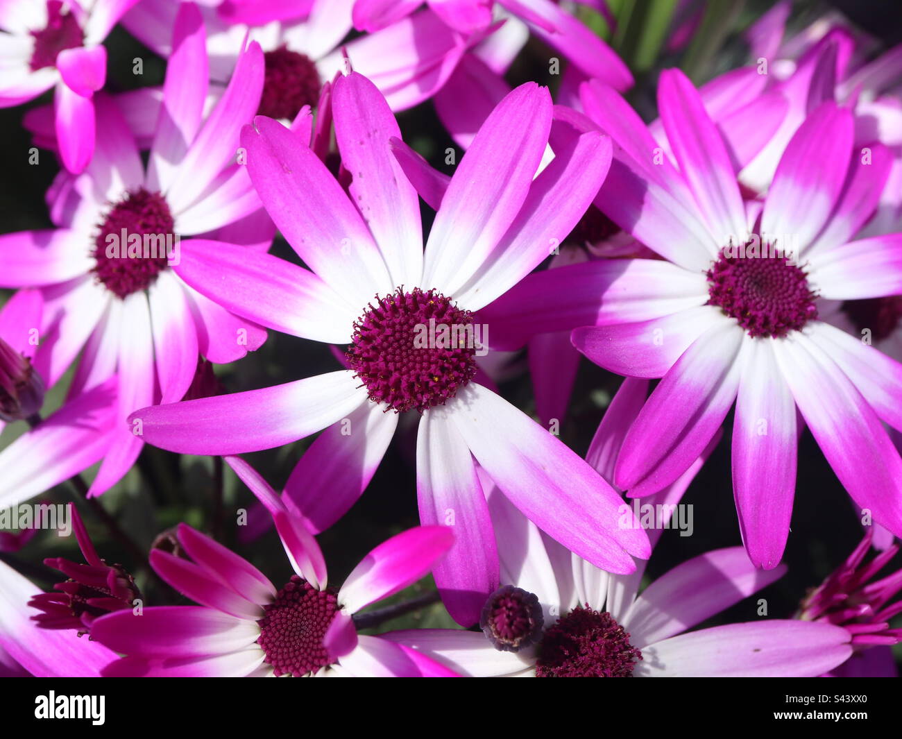 Blooms in sunshine hi-res stock photography and images - Alamy