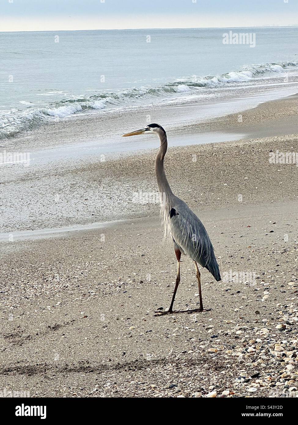 Great Blue Heron on the beach Stock Photo - Alamy