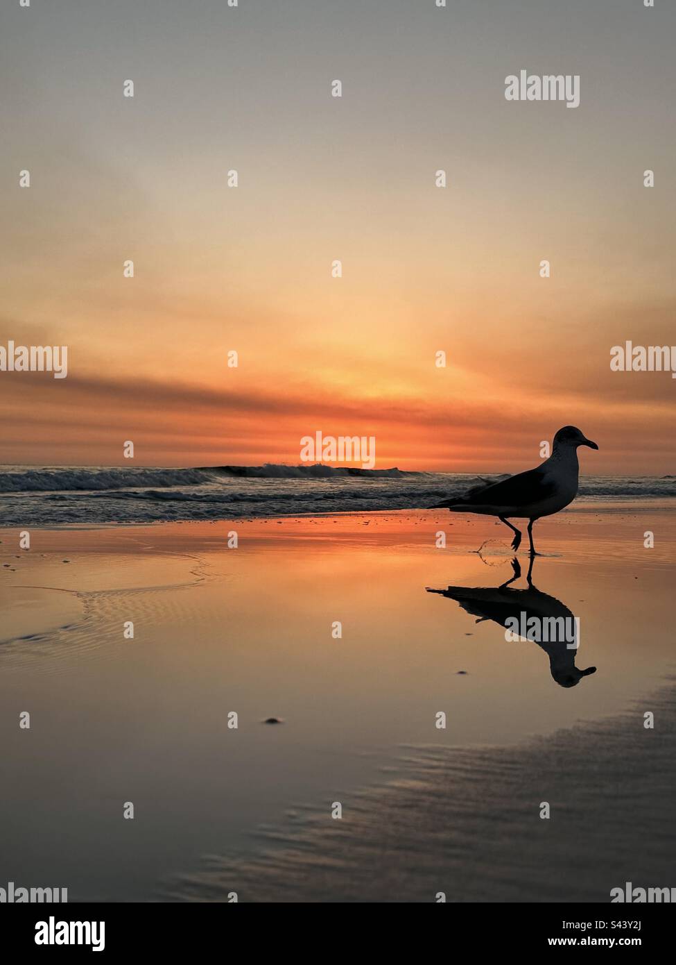 Seagull with reflection with beach sunset sky background Stock Photo ...