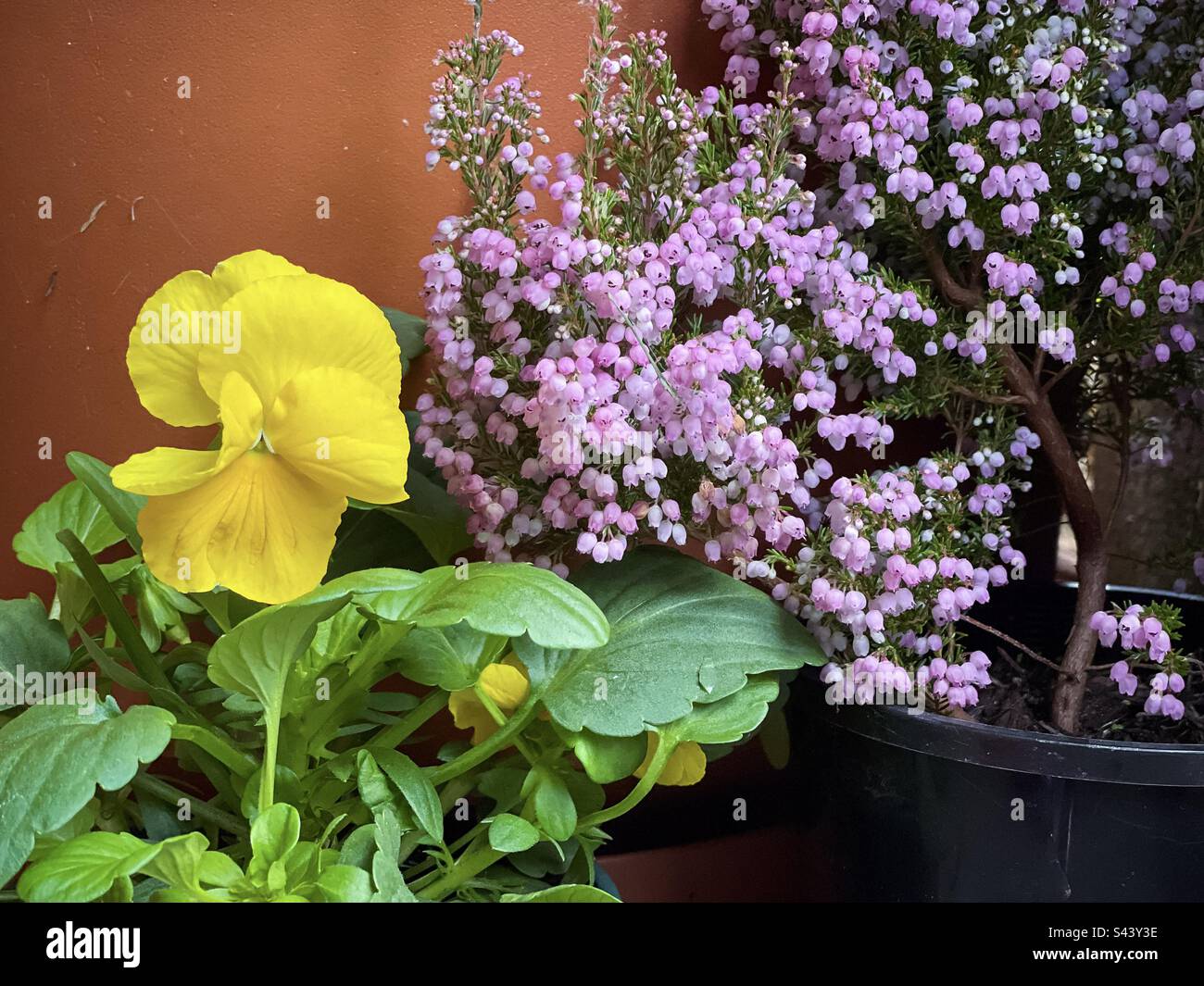 Close-up of bright yellow flowering pansy plant next to pink blossoming ...
