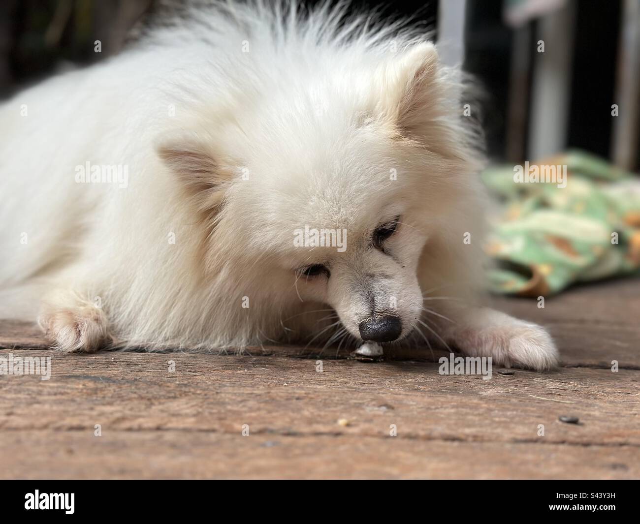 Volpino italiano hi-res stock photography and images - Alamy