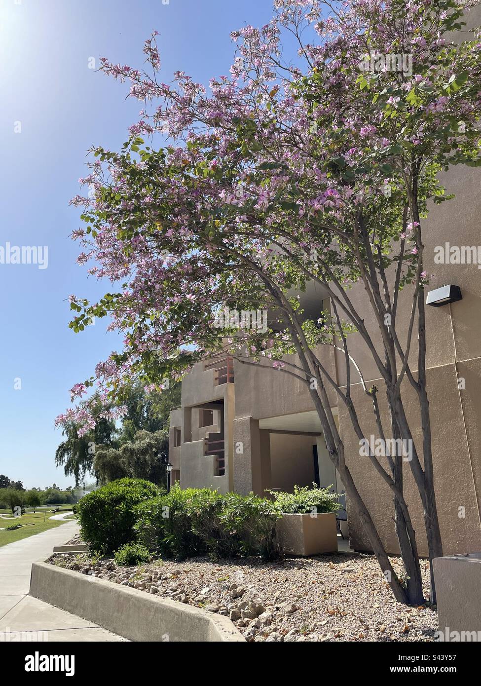 Hong Kong Orchid Tree Arizona