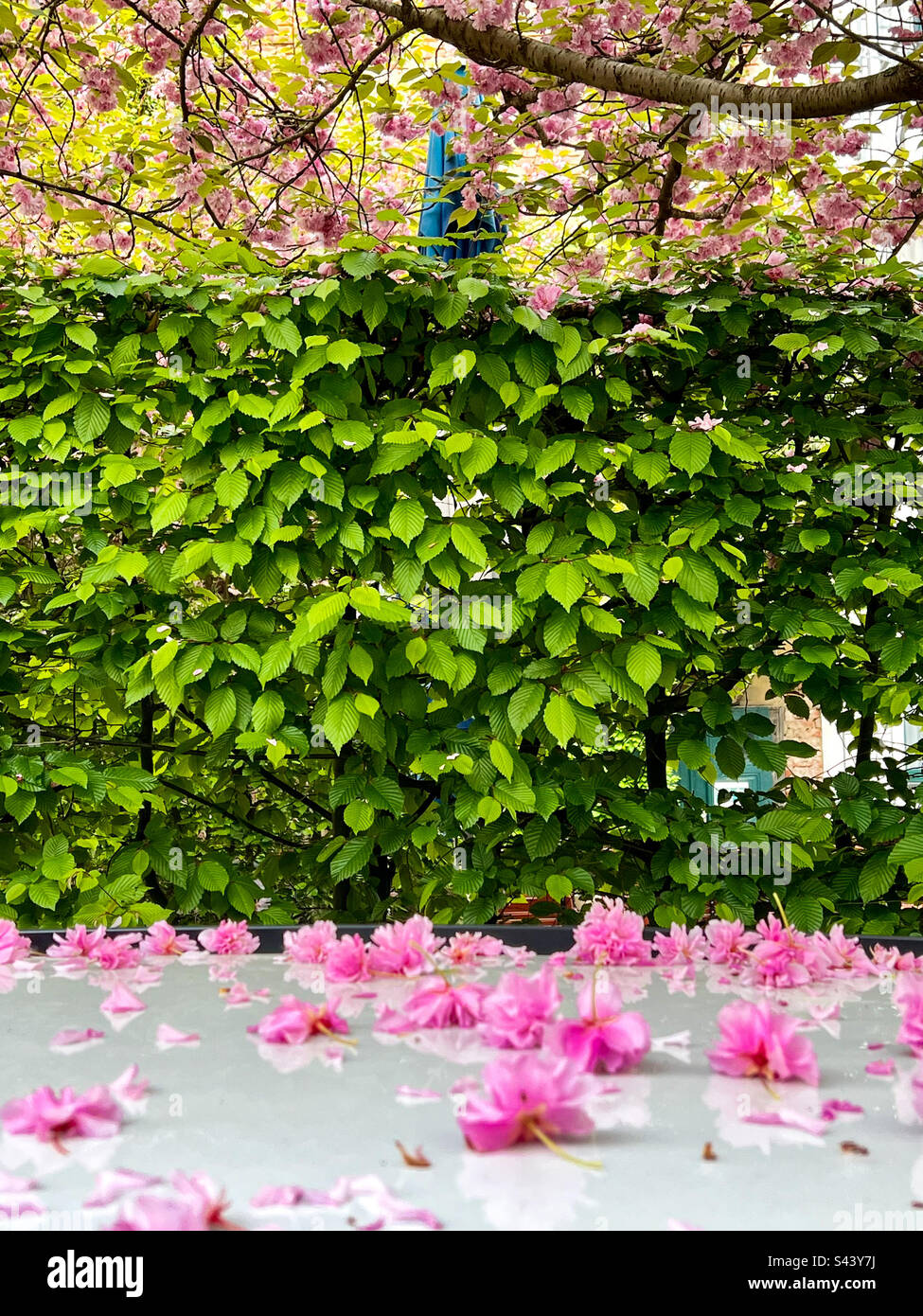 Car spring flowers hi-res stock photography and images - Alamy