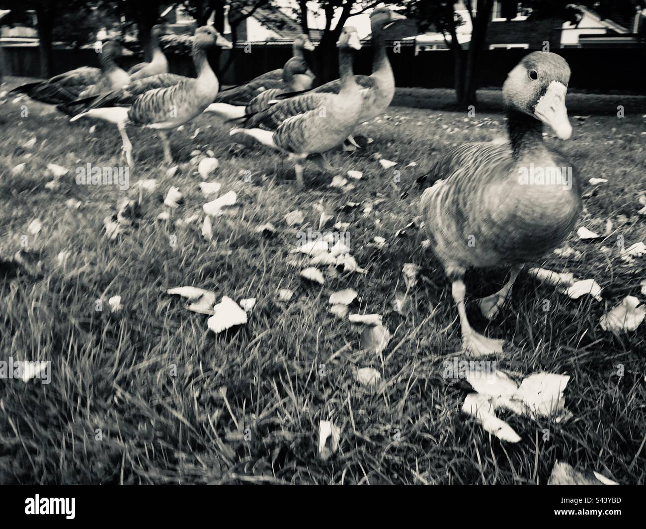 Geese gandering hi-res stock photography and images - Alamy