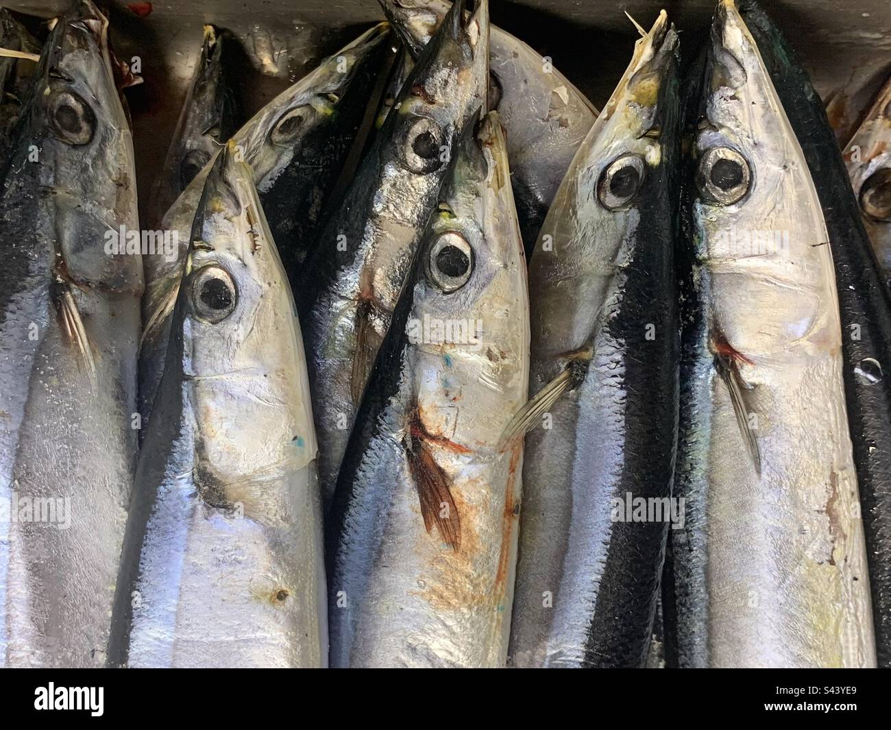 Fresh fish laying together on a bed of ice and for sale at the local ...