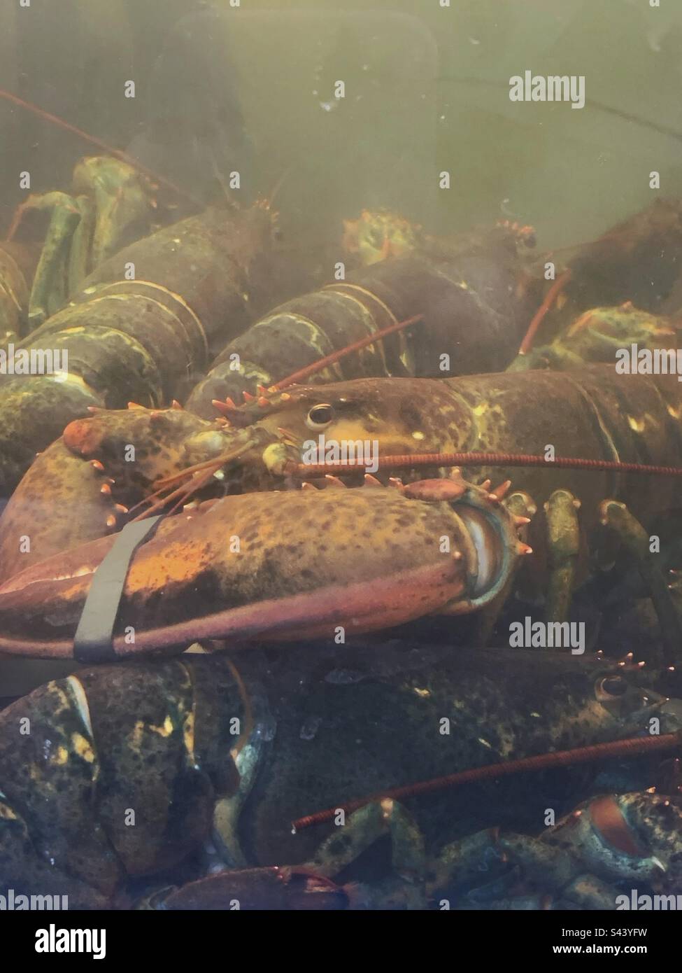 Fresh lobster swimming in the fresh fish tank for sale at the local ...