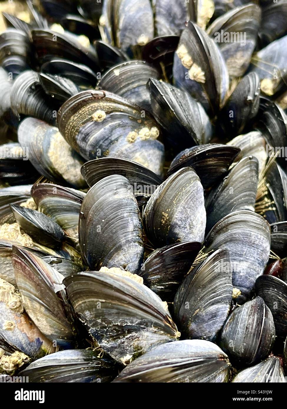 Sea muscles hi-res stock photography and images - Alamy