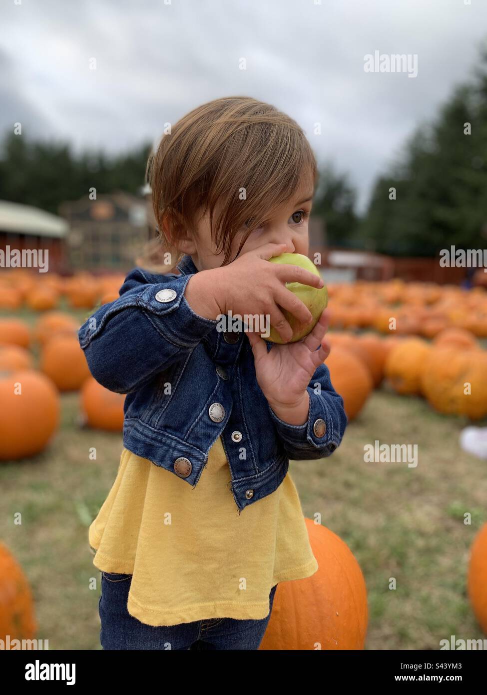 Toddler girl eating apple at pumpkin patch Stock Photo - Alamy