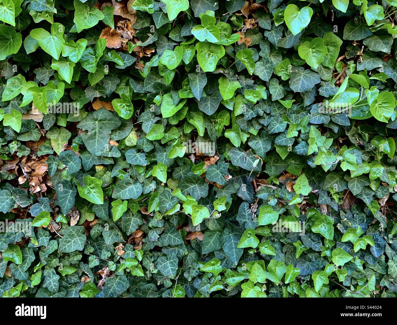 Ivy texture hi-res stock photography and images - Alamy