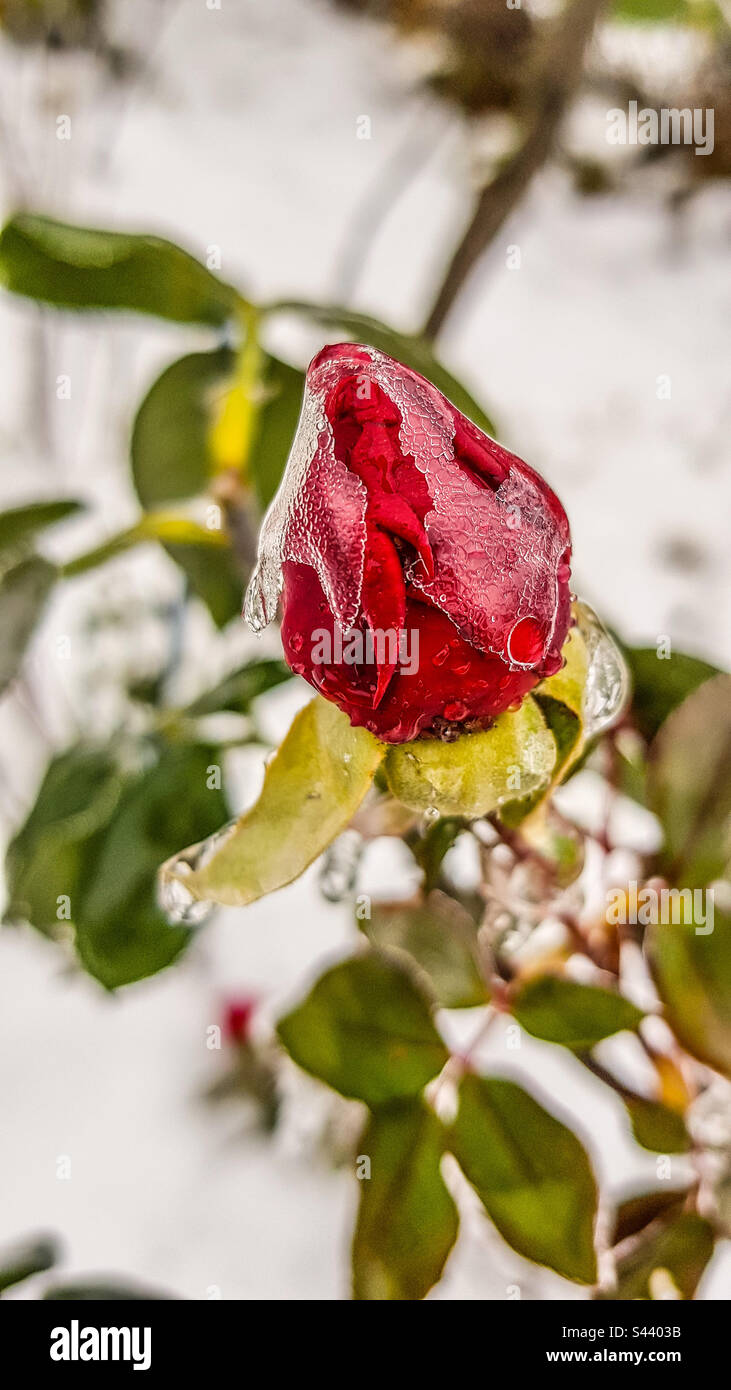 Frozen rose hi-res stock photography and images - Alamy