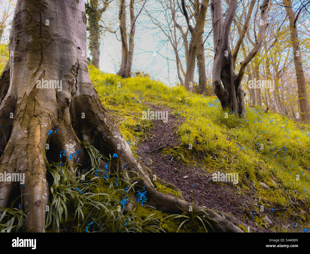Bluebell landscape hi-res stock photography and images - Alamy