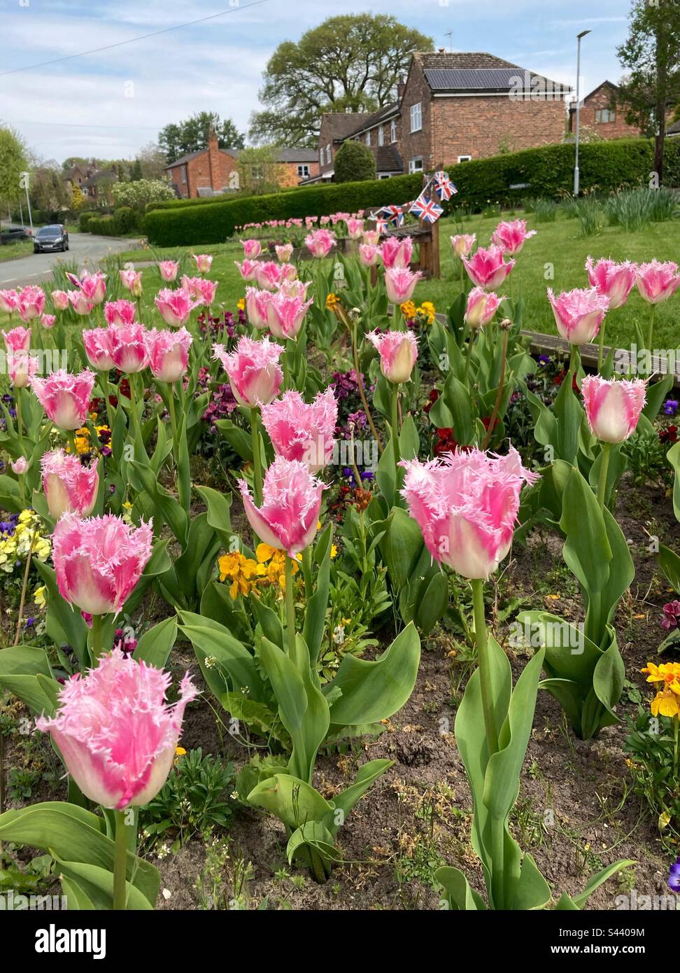 Spring flowers in village flowerbeds Stock Photo - Alamy