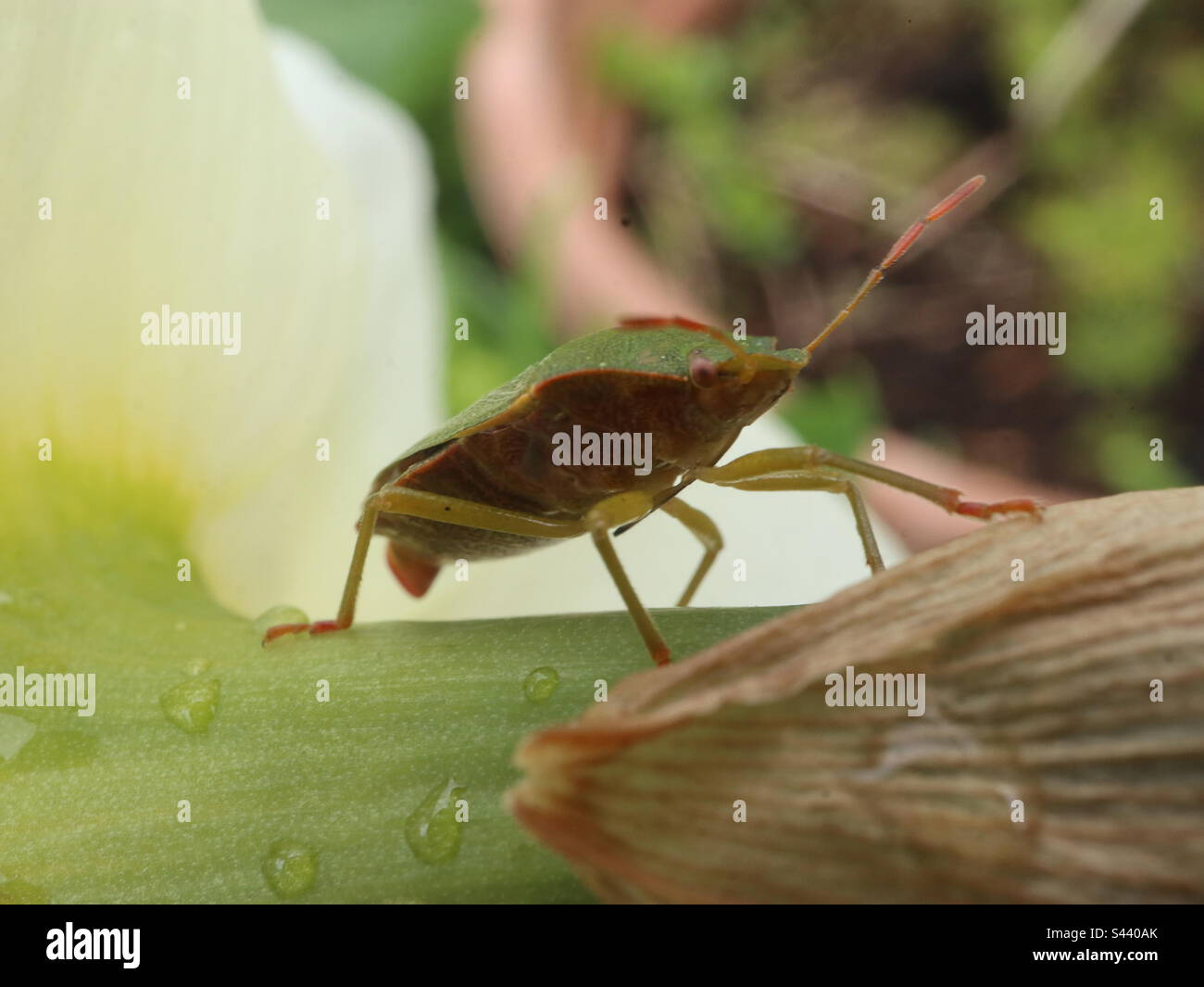 Raindrop bug hi-res stock photography and images - Alamy