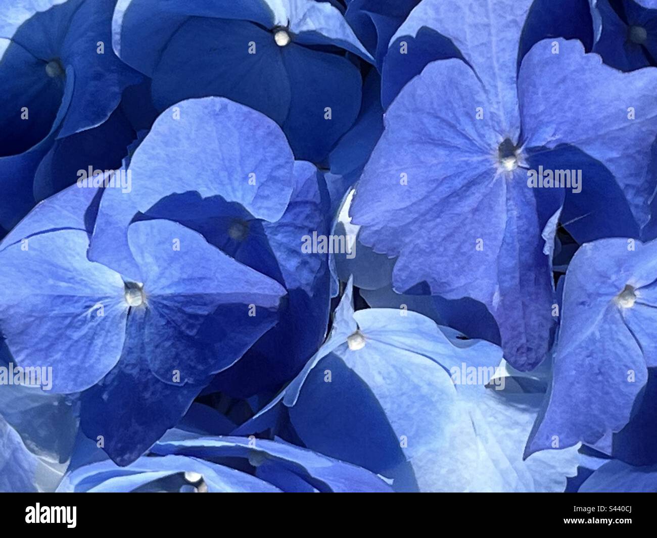 Blue hydrangea plant hi-res stock photography and images - Alamy