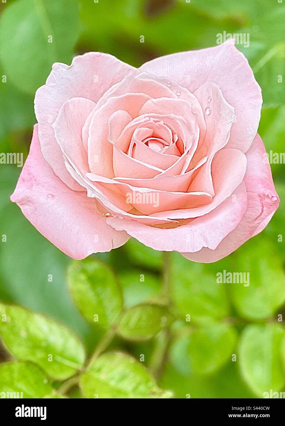 China rose flower hi-res stock photography and images - Alamy