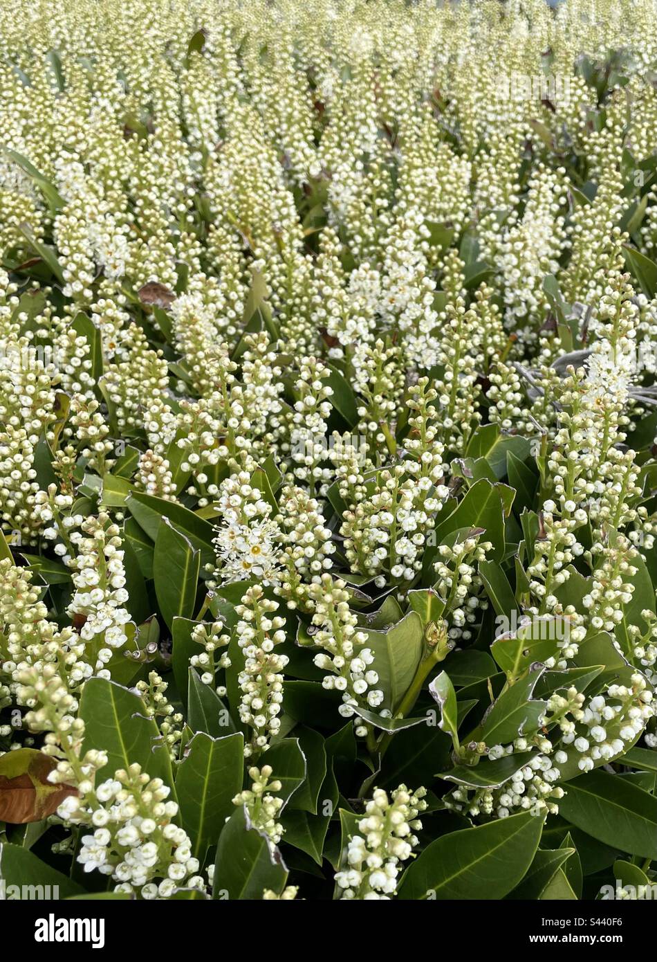 Leveled off hi-res stock photography and images - Alamy